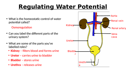 A-Level AQA Biology - Homeostasis + Kidney Bundle | Teaching Resources