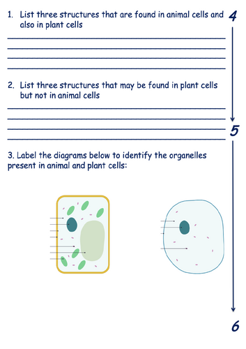 **iGCSE Biology Edexcel - PLANT & ANIMAL CELLS** | Teaching Resources