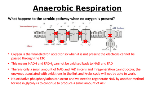 A-Level AQA Biology - Anaerobic Respiration | Teaching Resources