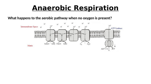 A-Level AQA Biology - Anaerobic Respiration | Teaching Resources