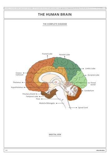 The Human Brain Diagram & Worksheets - Science Educational Resource ...