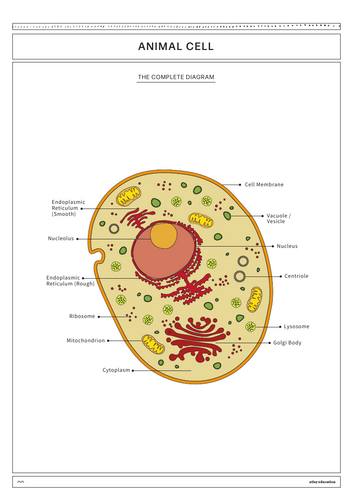 BUNDLE - Animal & Plant Cell Diagram and Differentiated Worksheets ...