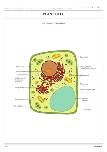 BUNDLE - Animal & Plant Cell Diagram and Differentiated Worksheets ...