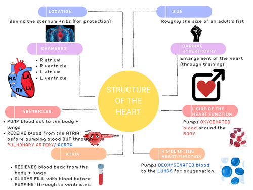 Cardio-respiratory system WHOLE UNIT | Teaching Resources