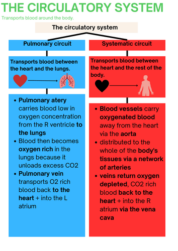 Cardio-respiratory system WHOLE UNIT | Teaching Resources
