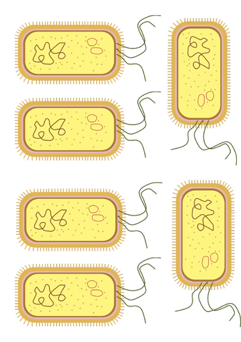 GCSE Biology: Bacterial Cells | Teaching Resources