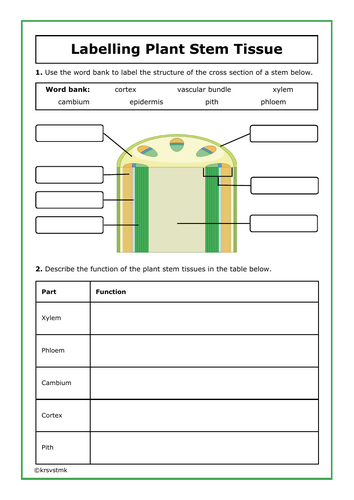 Plant Biology Worksheets + Answers | Teaching Resources