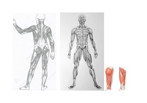 BTEC Sport Level 3 Anatomy and Physiology | Teaching Resources