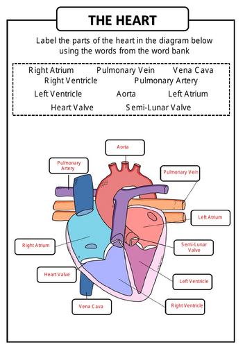 The Heart Worksheet KS4 | Teaching Resources