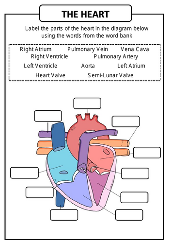 The Heart Worksheet KS4 | Teaching Resources