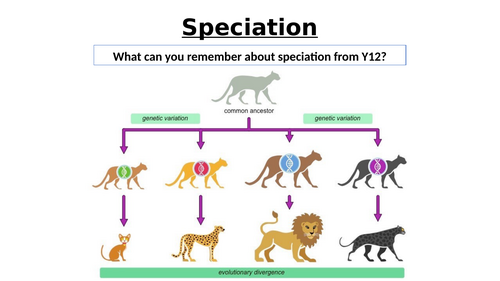 A-Level AQA Biology - Speciation | Teaching Resources