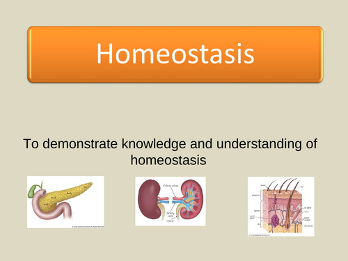 Homeostasis and Negative feedback: Worksheet, PPT and Literacy activity ... Homeostasis and Negative feedback: Worksheet, PPT and Literacy activity ...