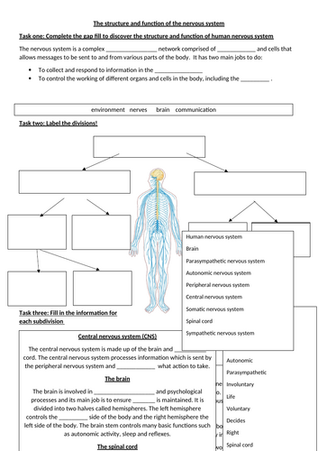 Biopsychology Lesson 1- Nervous System | Teaching Resources