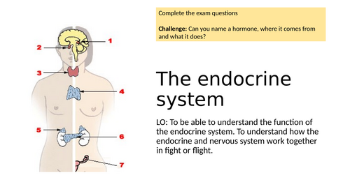 Biopsychology Lesson 2- Endocrine System | Teaching Resources