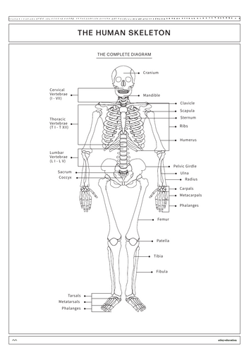 The Human Skeleton Diagram Worksheets & Flashcards -Science Educational ...