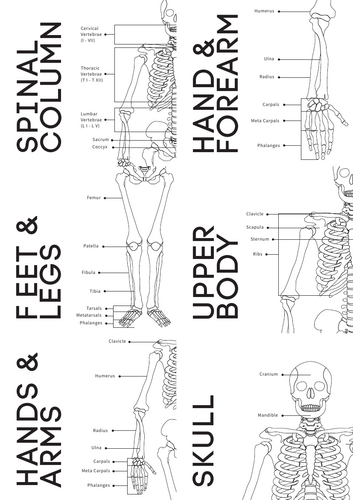 The Human Skeleton Diagram Worksheets & Flashcards -Science Educational ...