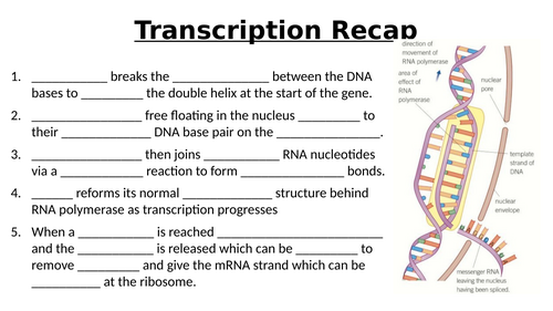 A-Level AQA Biology - Regulation of Gene Transcription | Teaching Resources