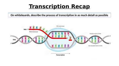 A Level Aqa Biology Control Of Gene Expression Bundle Teaching