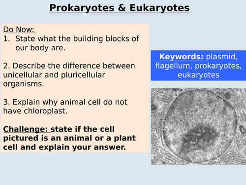 GCSE - Cell biology 1 - Eukaryotic and Prokaryotic cell | Teaching ...