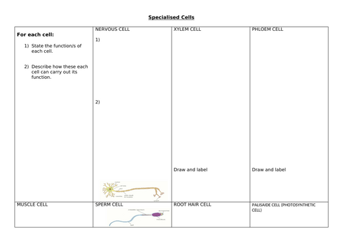 GCSE - Cell biology 3 - Specialised cells in animals and plants ...