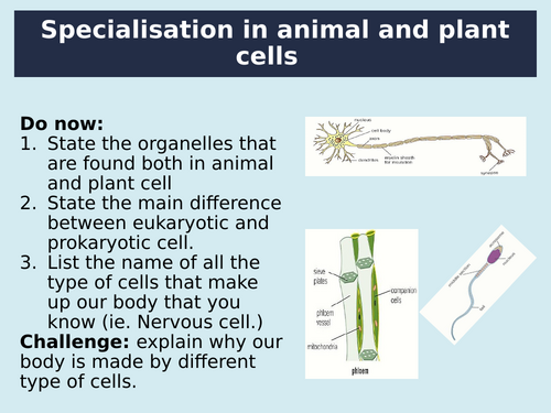 GCSE - Cell biology 3 - Specialised cells in animals and plants ...