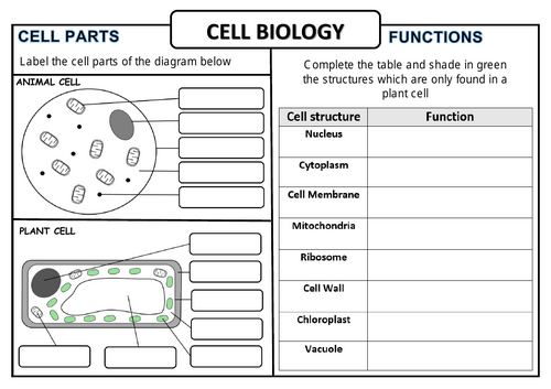 Animal and Plant Cells KS3 | Teaching Resources
