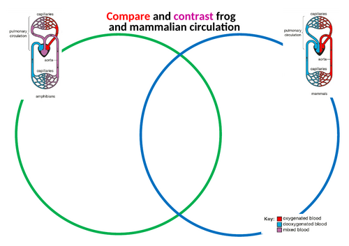 Single and Double Circulatory Systems A level SNAB Biology Pearson ...