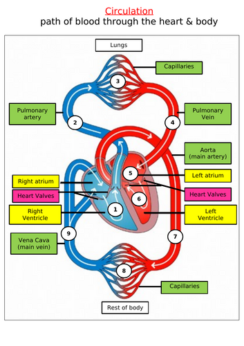 Single and Double Circulatory Systems A level SNAB Biology Pearson ...