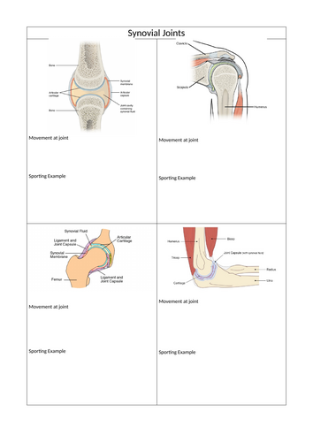 OCR GCSE PE - Paper 1 - 1.1 - Skeletal System | Teaching Resources