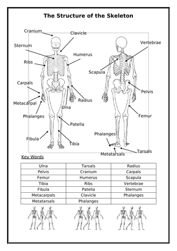 OCR GCSE PE - Paper 1 - 1.1 - Skeletal System | Teaching Resources
