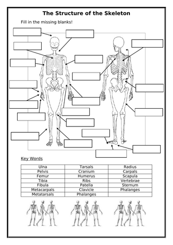 OCR GCSE PE - Paper 1 - 1.1 - Skeletal System | Teaching Resources