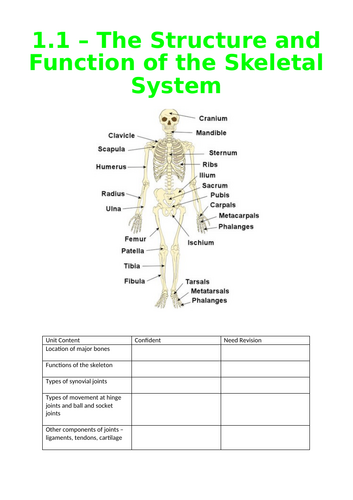 OCR GCSE PE - Paper 1 - 1.1 - Skeletal System | Teaching Resources