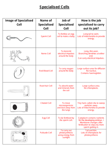Specialised Cells KS3 | Teaching Resources