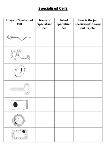 Specialised Cells KS3 | Teaching Resources