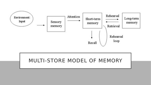 AQA AS Psychology: Memory: Multi-store model of memory | Teaching Resources AQA AS Psychology: Memory: Multi-store model of memory | Teaching Resources