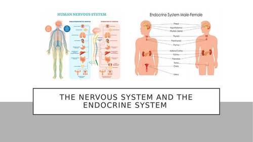 AQA AS Psychology: Biopsychology: Nervous system and endocrine system ...