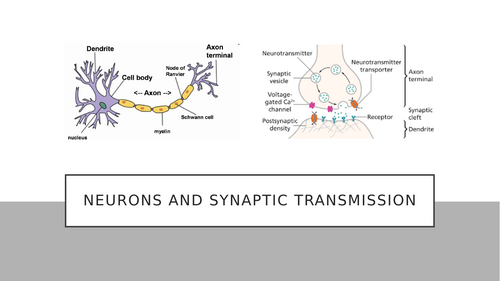 AQA AS Psychology: Biopsychology: Neurons and synaptic transmission | Teaching Resources