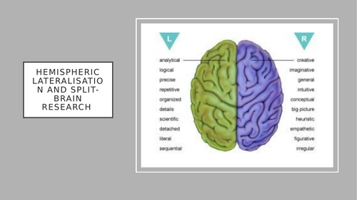 AQA A Level Psychology: Biopsychology: Lateralisation and split brain ...
