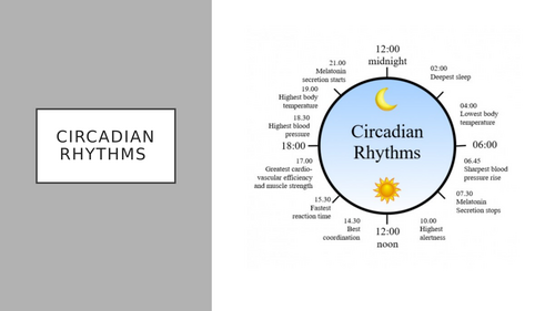 AQA A Level Psychology: Biopsychology: Circadian rhythms, endogenous pacemaker & exogenous ...