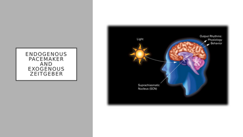 AQA A Level Psychology: Biopsychology: Circadian rhythms, endogenous ...