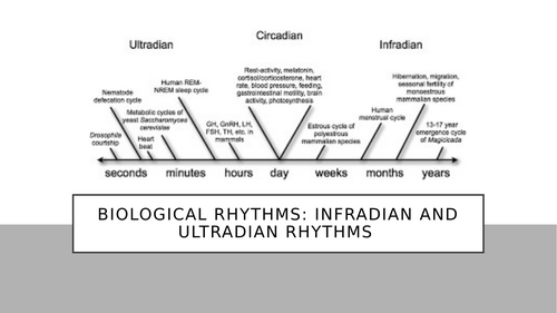 AQA A Level Psychology: Biopsychology: Biological rhythms - Infradian and ultradian rhythms ...