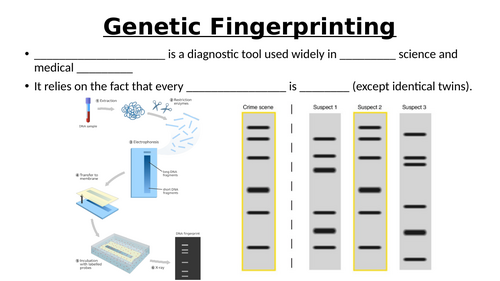 A-Level AQA Biology - Genetic Fingerprinting | Teaching Resources