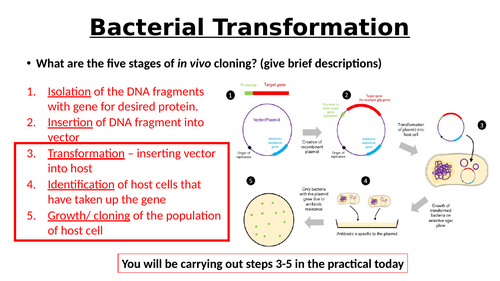 A-Level AQA Biology - Recombinant DNA Technology Bundle | Teaching ...