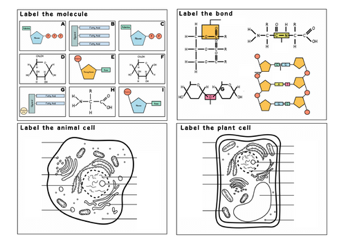 AQA A-level Biology Revision Lesson Task Label The Diagrams | Teaching ...