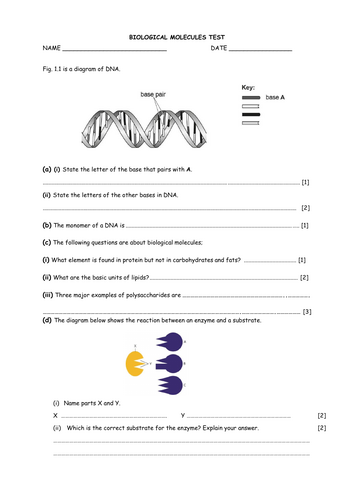 KS4 Biological Molecules Worksheet | Teaching Resources