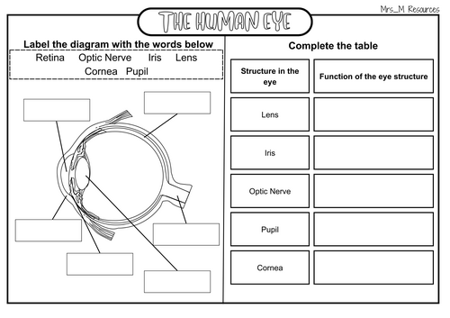 The Human Eye KS3 Worksheet | Teaching Resources