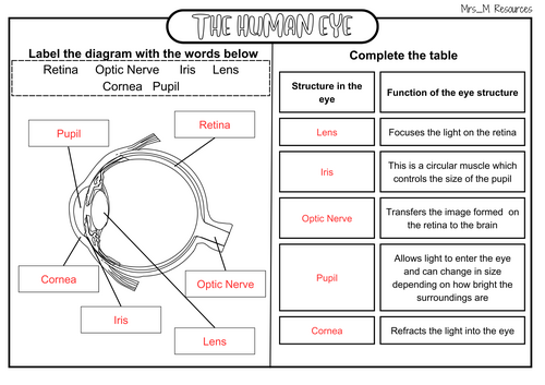 The Human Eye KS3 Worksheet | Teaching Resources