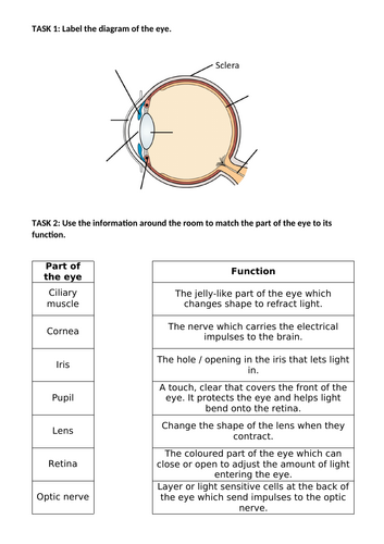 B10 The Human Nervous System (TRIPLE lessons only - Eye/ Brain) GCSE ...