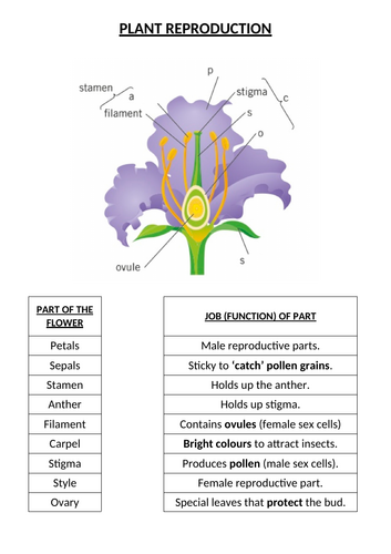 Ecosystems KS3 Activate | Teaching Resources