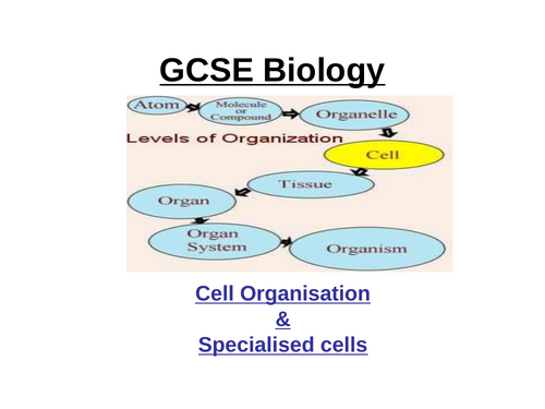 CIE iGCSE Biology 0970 (9-1) Topic 2 Organisation of organisms ...